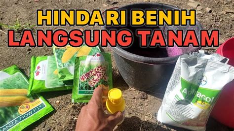 Penting Cara Perlakuan Benih Jagung Sebelum Di Tanam Youtube
