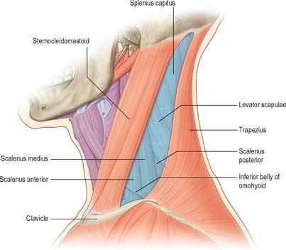 Posterior Triangle Of The Neck Subdivisions Teachmeanatomy