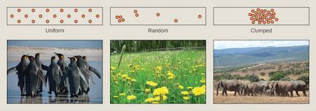 Population Distribution Density Overview Difference Types