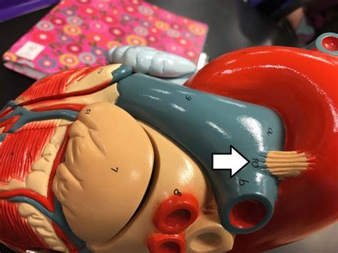 Fetal Circulation Flashcards Quizlet