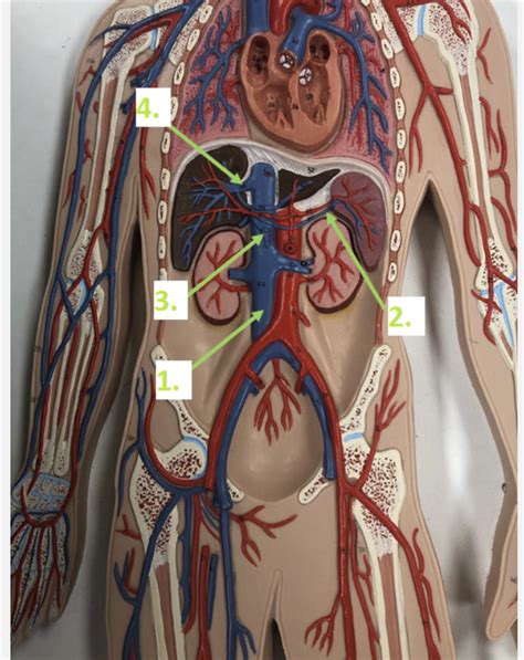 P 1 Veins Of The Upper Abdominal Region Diagram Quizlet