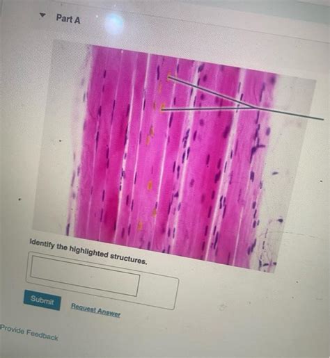 Solved Part A Identify The Highlighted Structures Submit Chegg