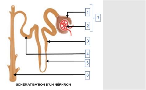 Diagramme De SCHEMA NEPHRON Quizlet
