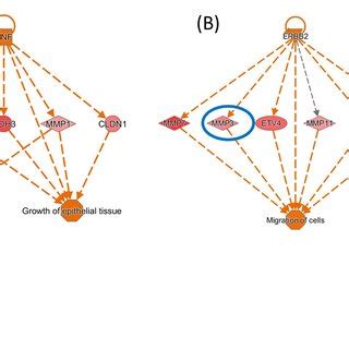 Mechanistic Insights In COAD Were Generated Based On The Top 25