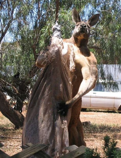 16 Super Jacked Kangaroos You Wouldn T Want As A Personal Trainer En