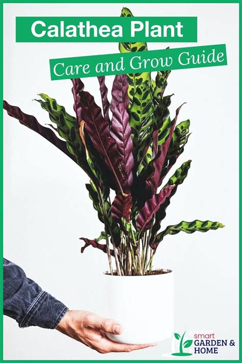 Calathea Plant Care And Grow Guide Artofit