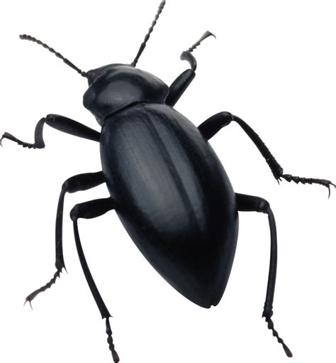 Beetle Bug PNG Images HD