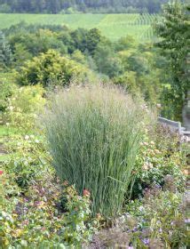 Bläuliche Rutenhirse Heavy Metal Panicum virgatum Heavy Metal
