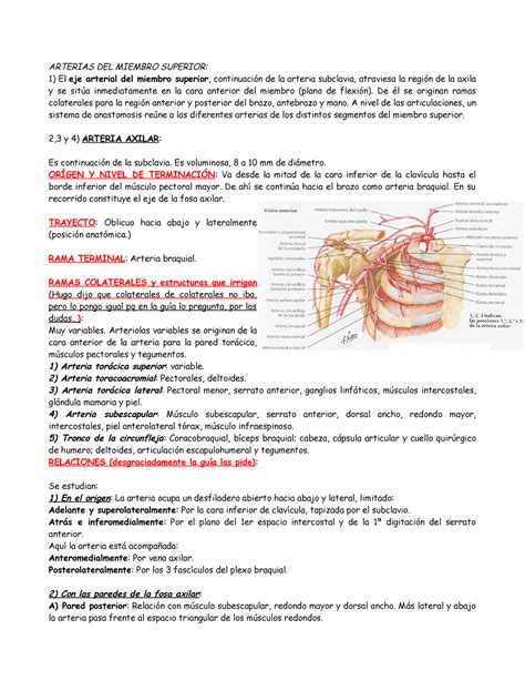 Arterias DEL Miembro Superior Parte I ARTERIAS DEL MIEMBRO SUPERIOR