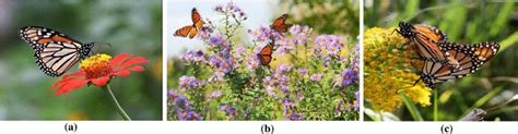 butterfly optimization algorithm a novel approach for global optimization springerlink