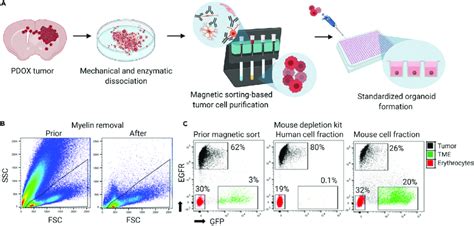 Tumor Tissue Processing For Ex Vivo Functional Assays A Experimental