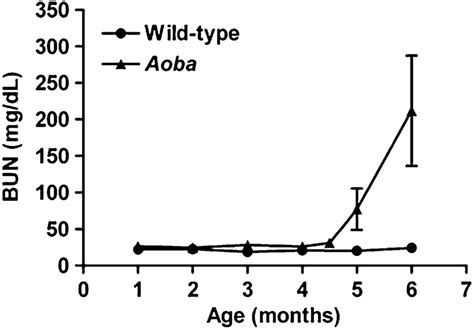 Elevated Blood Urea Nitrogen Levels In Aoba Mice Levels Of Blood Urea