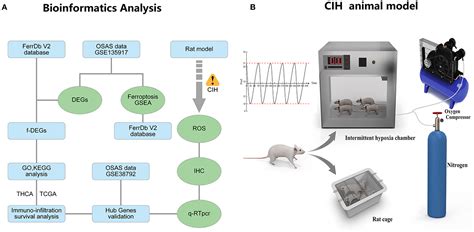 Frontiers Identification And Validation Of 49 OFF