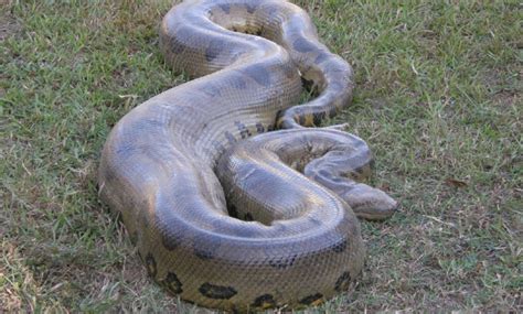 The Terrifyingly Large Green Anaconda Is The Worlds Biggest Snake