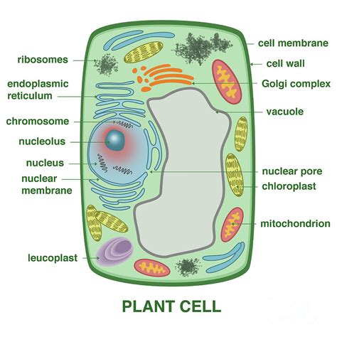 Plantcell Diagram All Parts Of A Plant Cell And Their Functi