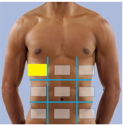 9 Regions Of The Abdominal Cavity Flashcards Quizlet