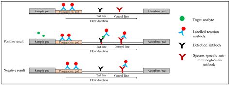 Quantum Dot Based Lateral Flow Immunoassay Encyclopedia MDPI