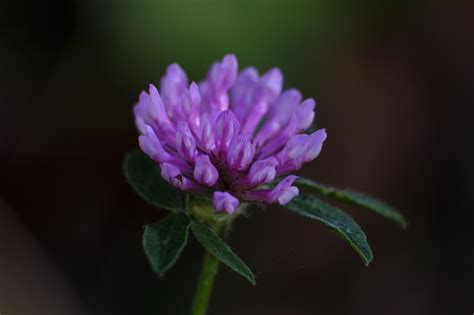 Klöver Blomma Kronblad Gratis foto på Pixabay Pixabay