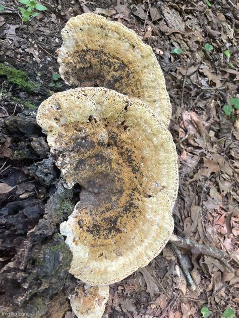 This Could Possibly Be A Decaying Trametes Hirsuta Mushroom Imgflip