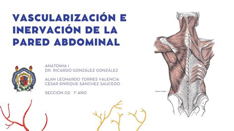 Vascularización E Inervación de la Pared Abdominal Enrique Sánchez