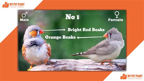 Zebra Finches Male And Female Top 6 Difference Finches Birds Mypetplant