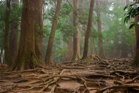 Kostenlose Foto Baum Natur Wald Sumpf Wildnis Ast Holz Weg
