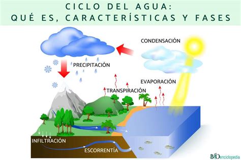 CICLO DEL AGUA rompecabezas en línea