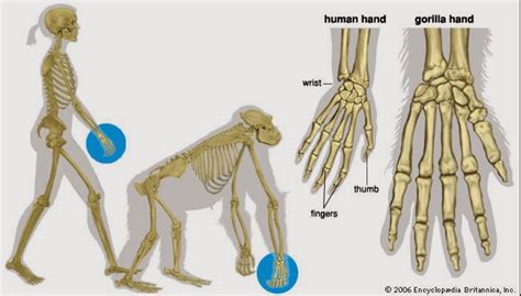 Blog de Sociales 1º ESO EL PROCESO DE HOMINIZACIÓN