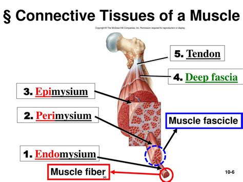 Muscle Connective Tissue Layers