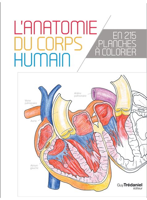 L Anatomie Du Corps Humain En Planches Colorier Collectif