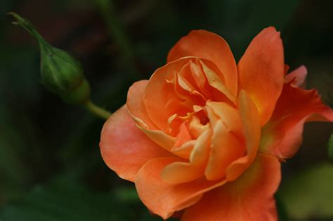 Rose Pflanze Blume Kostenloses Foto Auf Pixabay Pixabay