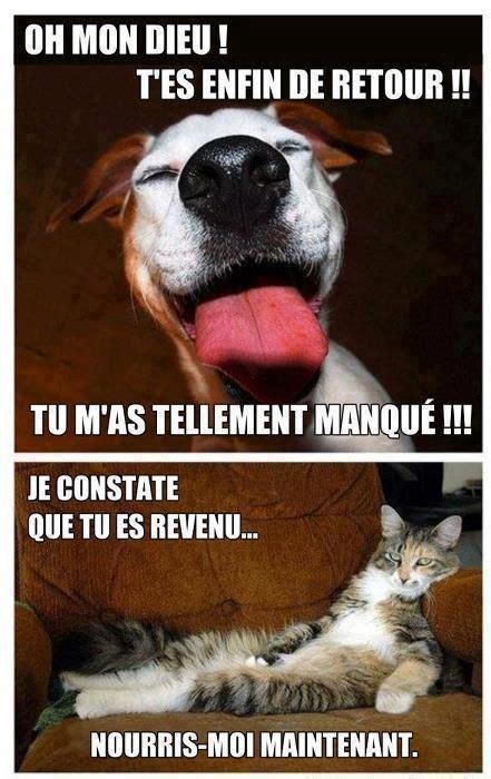 Blague Chat Image Drole