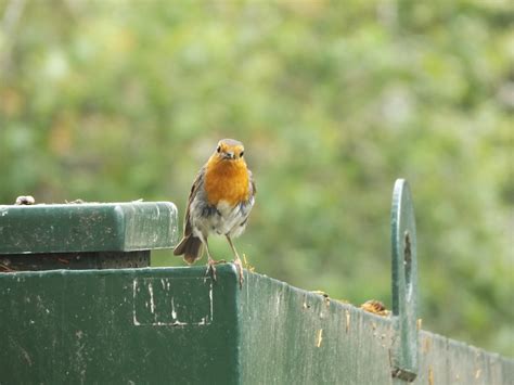 Rouge Gorge Oiseau Faune Photo Gratuite Sur Pixabay Pixabay