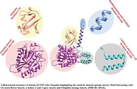 Probing Protein Protein Interactions And Druggable Site Identification