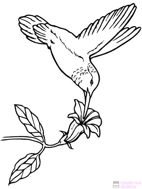 磊 Dibujos de Aves 250Lindos y faciles