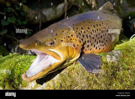 Brown Trout Salmo Trutta Fario Focus On The Head Of A Large Male