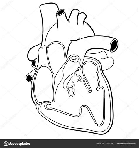 Desenhos anatomia do coração para colorir Atividades Educativas