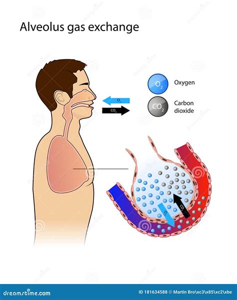 Alveoli Gas Exchange