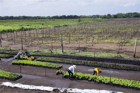 Details 84 como distribuir árboles frutales en un terreno Abzlocal mx
