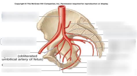 Common Iliac Artery And Other Pelvic Arteries Diagram Quizlet
