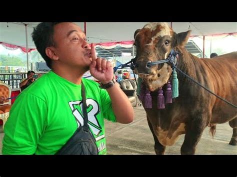 Detik Detik Sapi Cipluk Turun Dari Truck Bikin Puluhan Youtuber