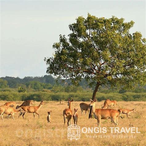 Paket Wisata Banyuwangi 3 Hari 2 Malam Ongis Travel