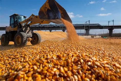 Safras Recordes O Brasil Se Torna O Maior Exportador De Milho Do