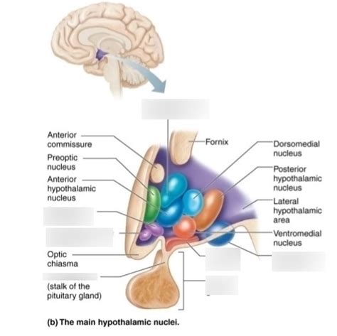 Hypothalamus Diagram Quizlet