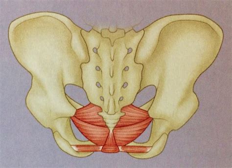 Anatomie des Beckenbodens ein echtes Meisterstück