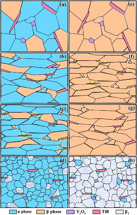 Mechanistic Diagram Of The Microstructure Evolution During Deformation