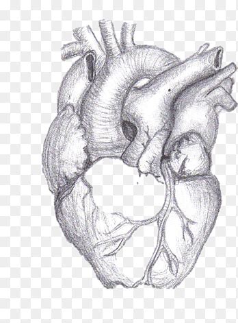How To Draw A Real Heart
