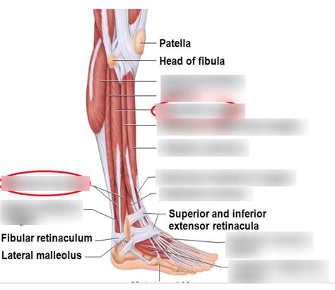 Lateral Compartment Of The Leg Diagram Quizlet
