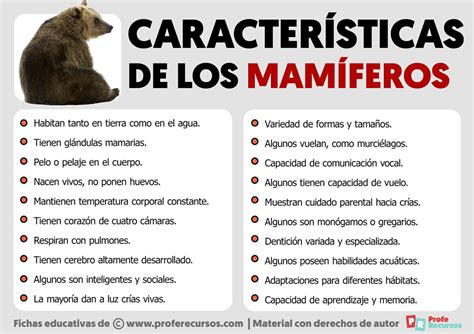 Características de los Mamíferos