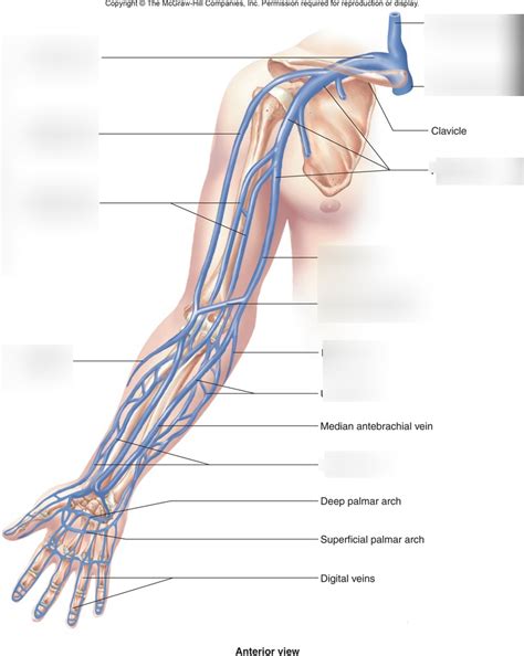 Veins Of The Upper Limbs Diagram Quizlet